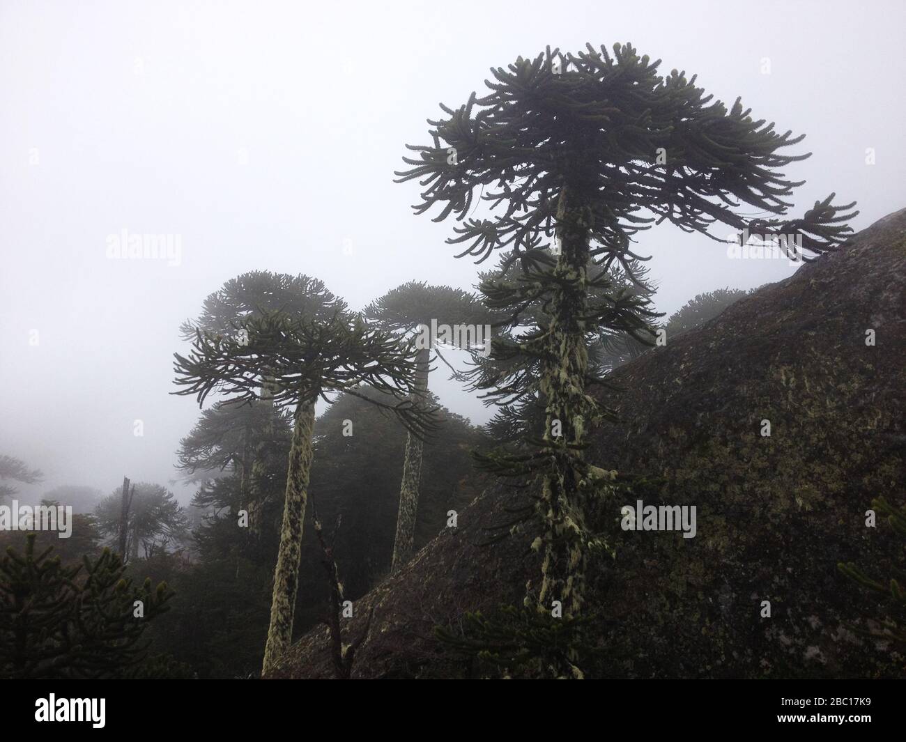 Monkey puzzle tree (Araucaria araucana) native forests at Nahuelbuta ...