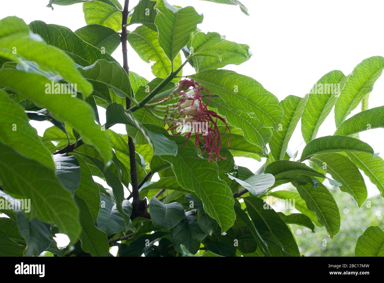Medicinal plant of Thailand Stock Photo - Alamy