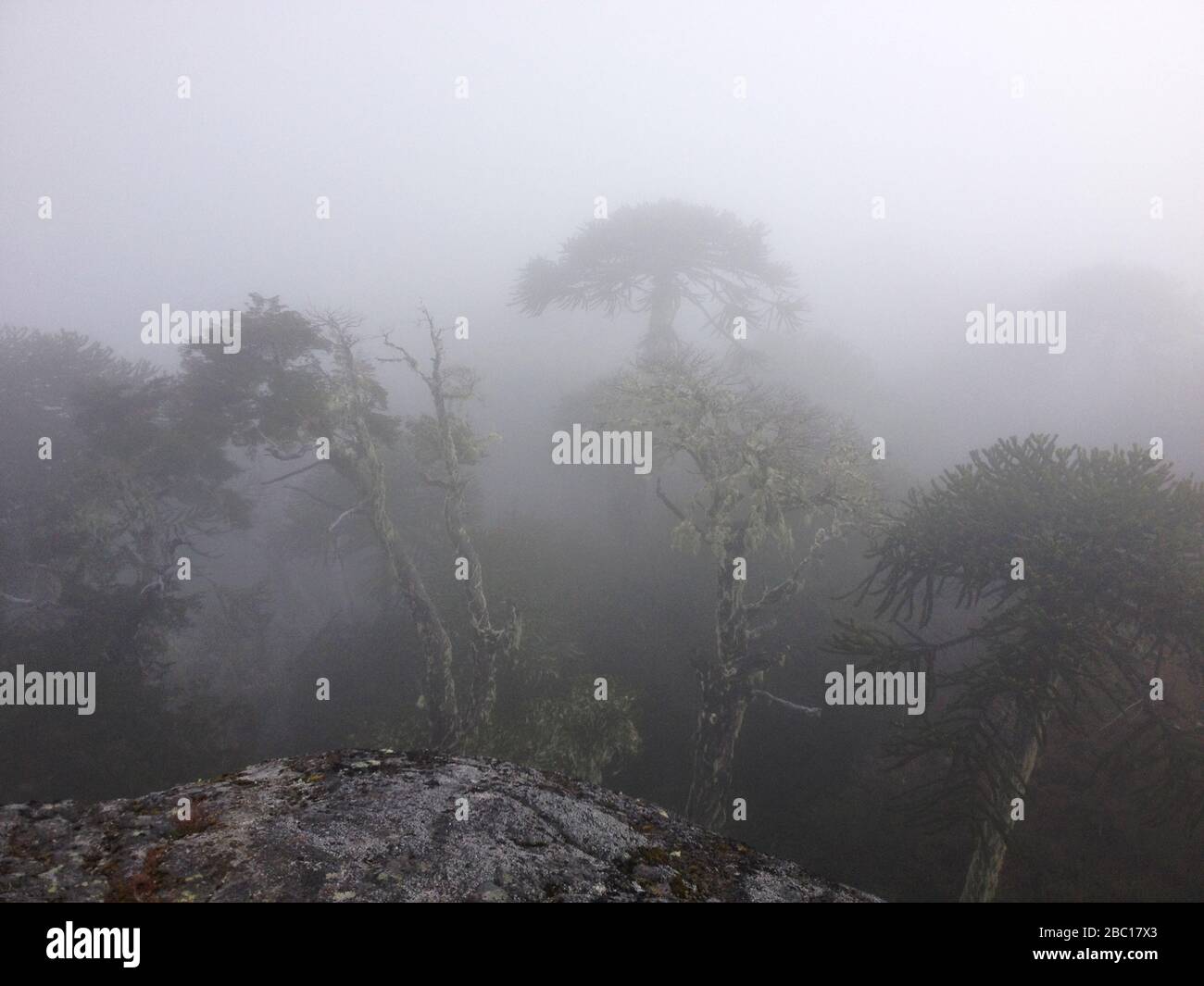 Misty monkey puzzle tree (Araucaria araucana) native forests at ...