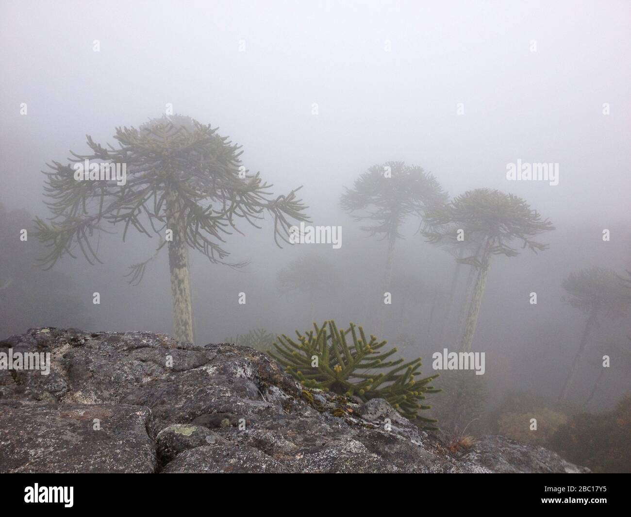 Misty monkey puzzle tree (Araucaria araucana) native forests at ...