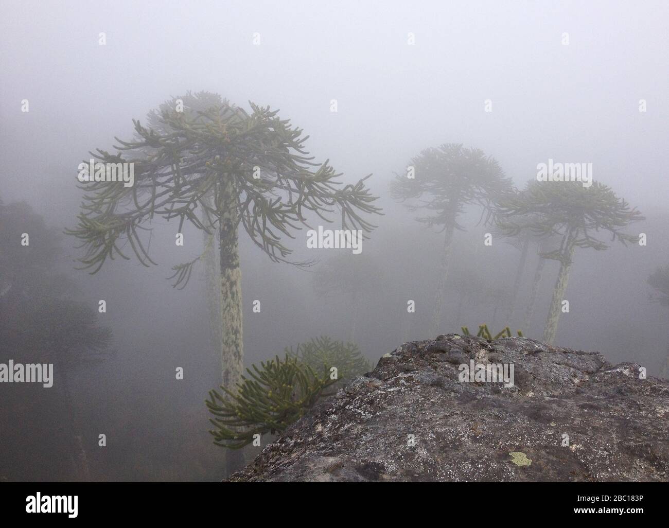 Misty monkey puzzle tree (Araucaria araucana) native forests at ...