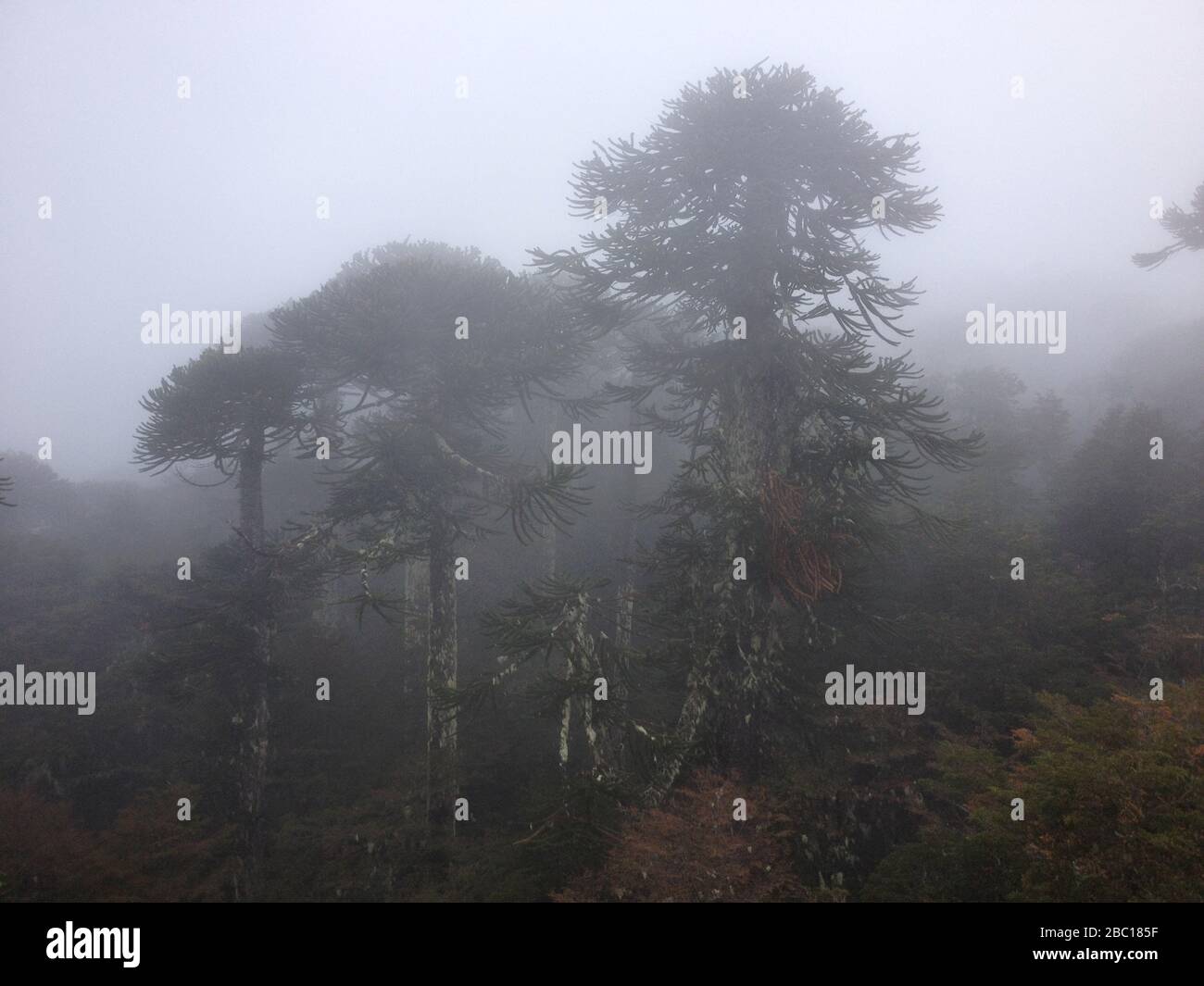 Misty monkey puzzle tree (Araucaria araucana) native forests at ...