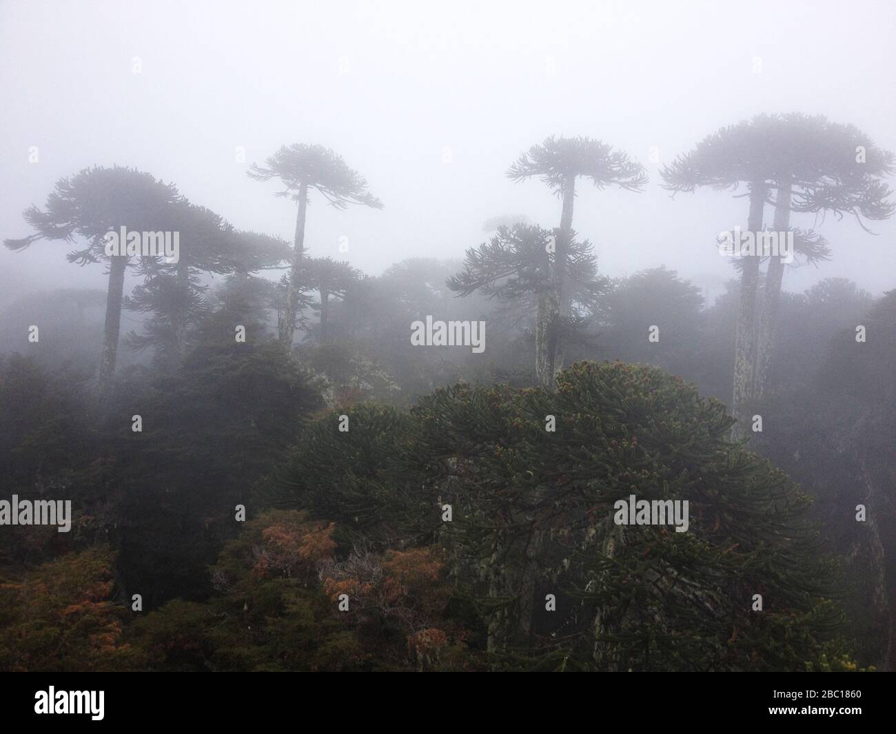 Misty monkey puzzle tree (Araucaria araucana) native forests at ...