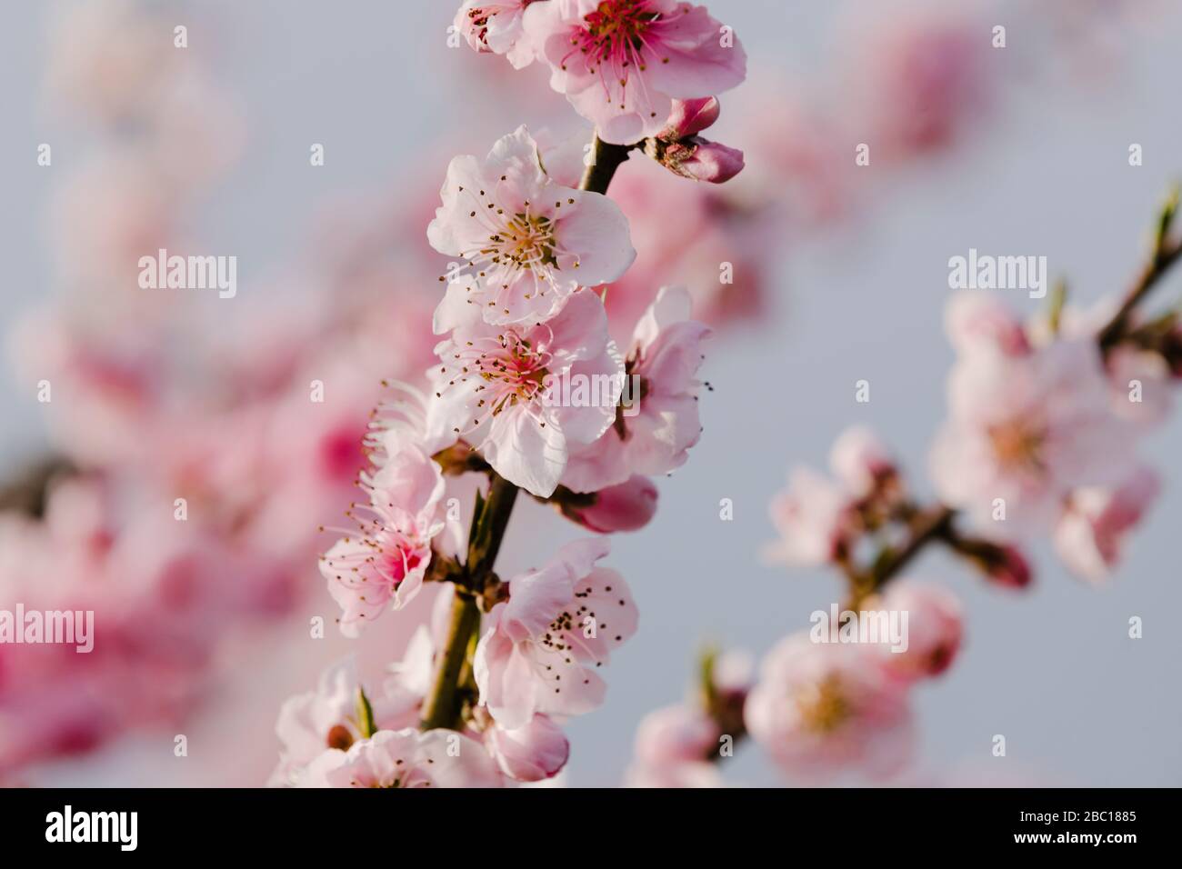 Spain, Pink blossoming branches of almond tree (Prunus dulcis Stock ...