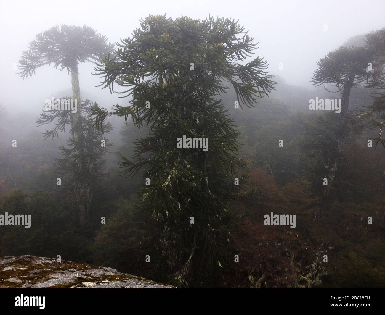 Misty monkey puzzle tree (Araucaria araucana) native forests at ...