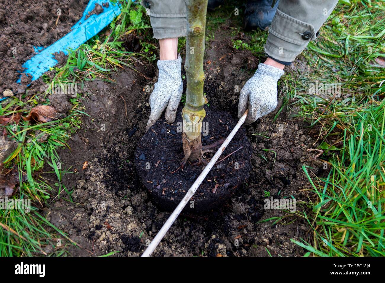 Man planting a tree Stock Photo - Alamy