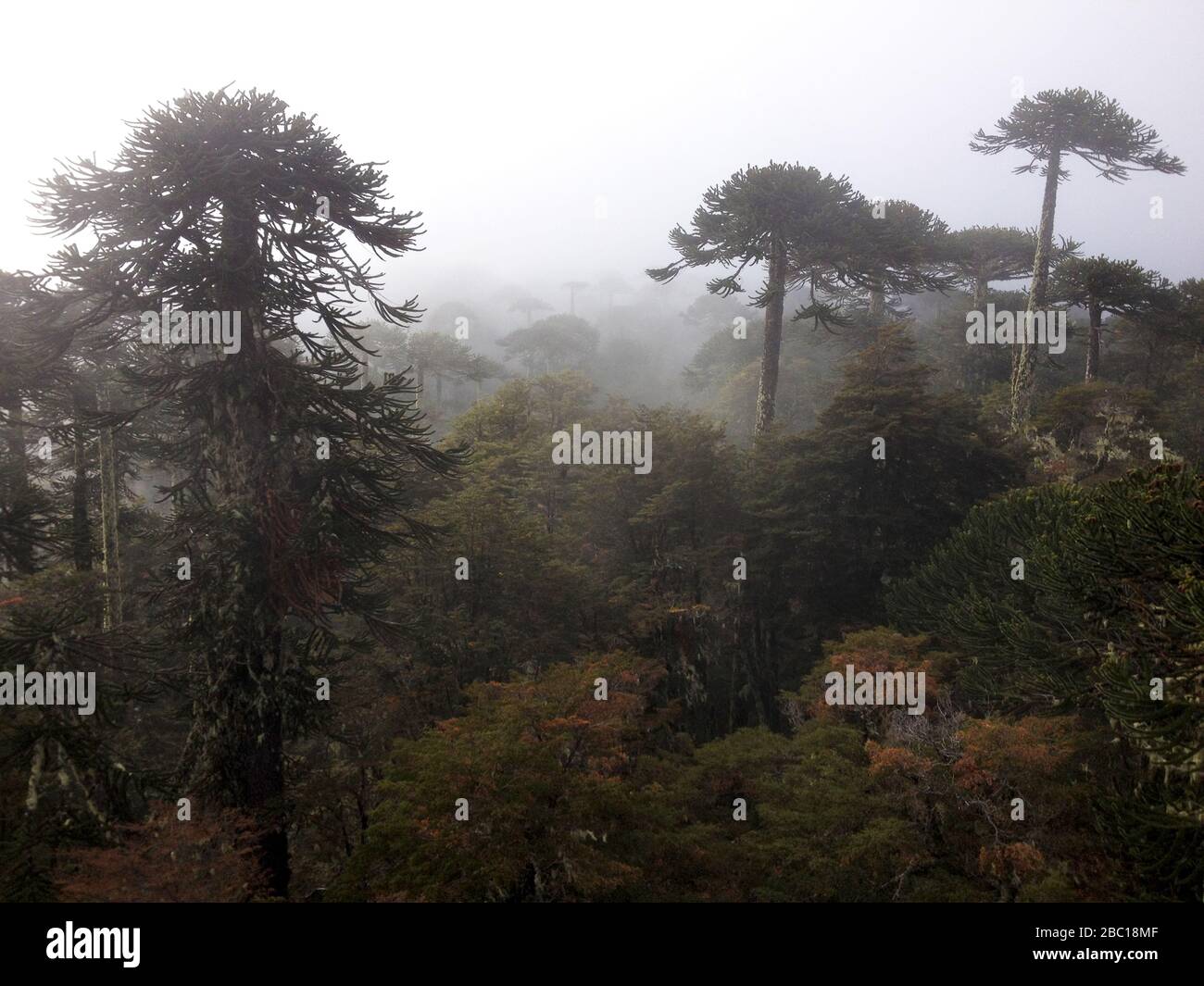 Monkey puzzle tree (Araucaria araucana) native forests at Nahuelbuta ...