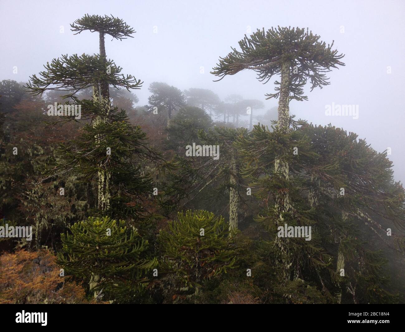 Monkey puzzle tree (Araucaria araucana) native forests at Nahuelbuta ...