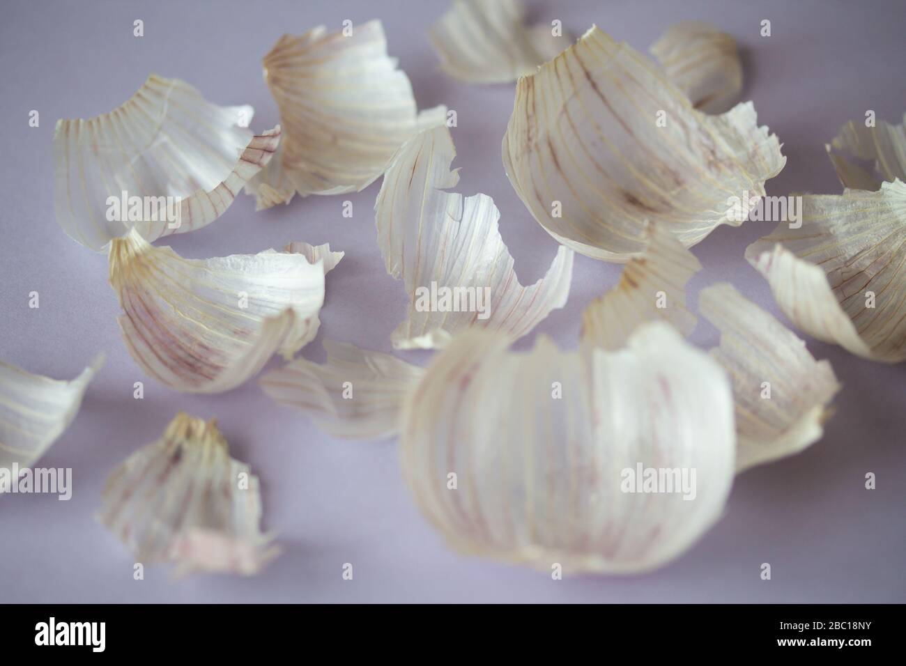 Garlic skin on soft purple background. Close up of seasonal vegetable ...