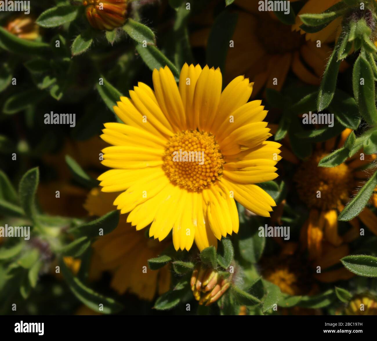 Yellow Flower blooming in Cyprus Stock Photo - Alamy