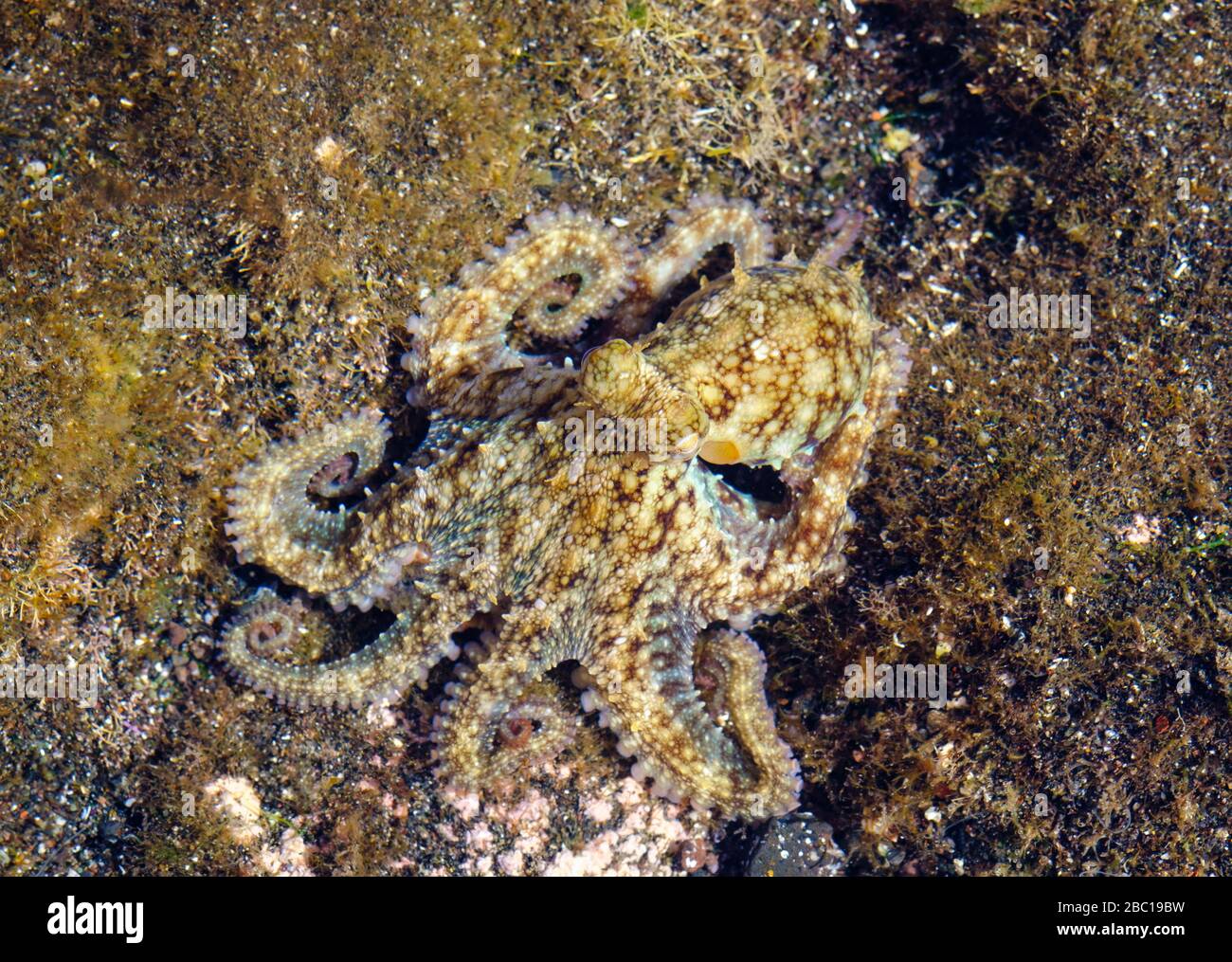 Spanien fauna hi-res stock photography and images - Alamy