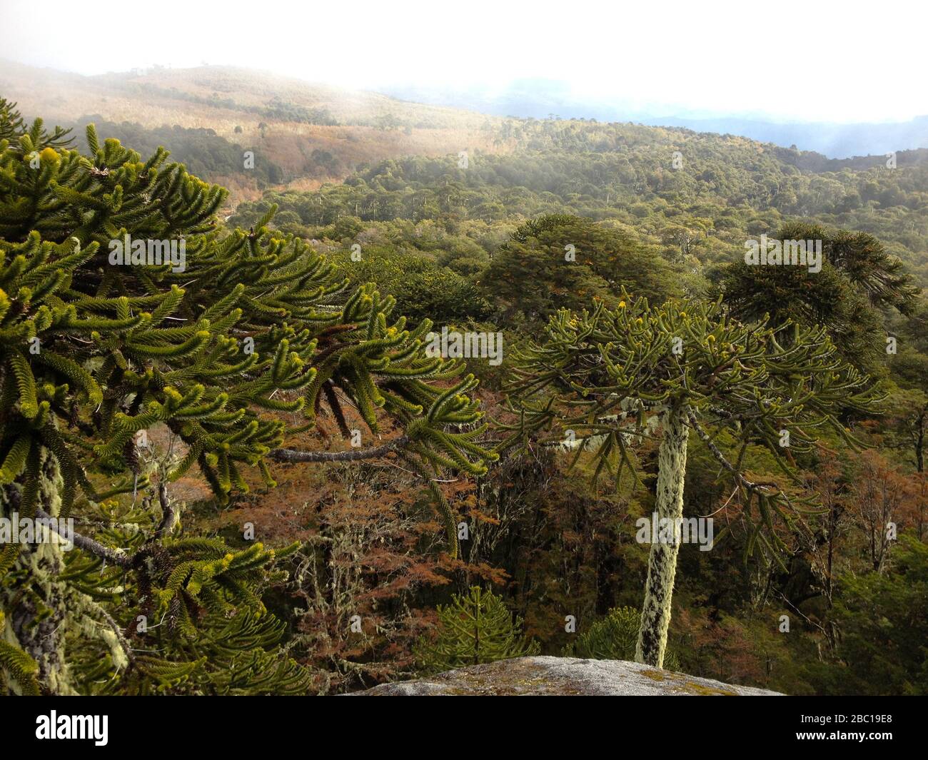 Monkey puzzle tree (Araucaria araucana) native forests at Nahuelbuta ...