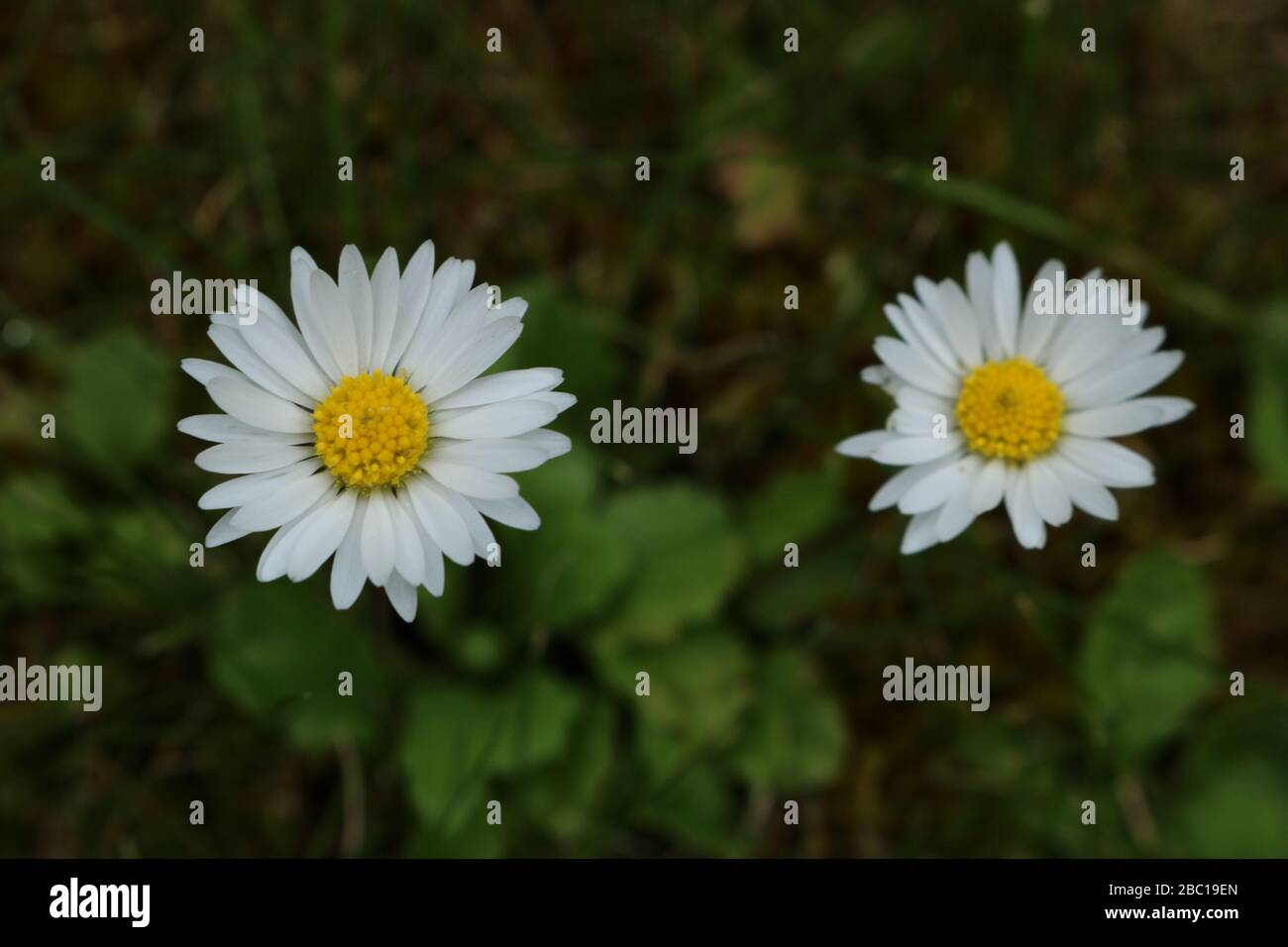 Two daisies in bloom Stock Photo - Alamy