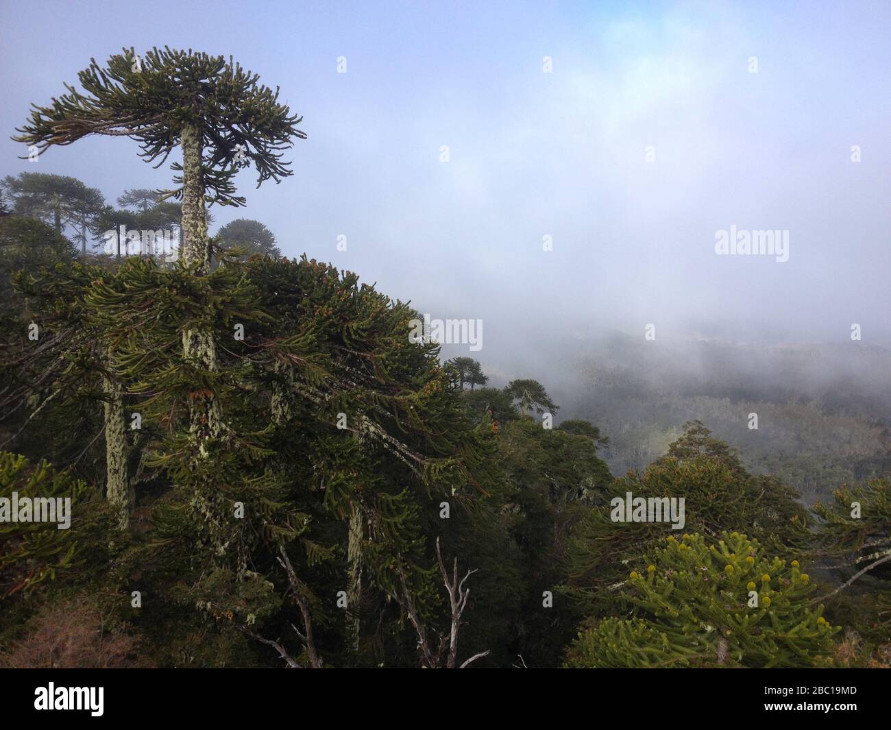 Monkey puzzle tree (Araucaria araucana) native forests at Nahuelbuta ...