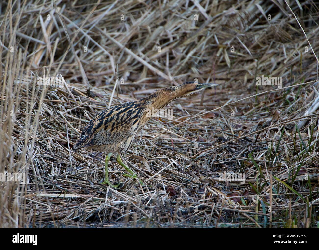 Bittern Stalking In Reed Bed High Resolution Stock Photography and ...