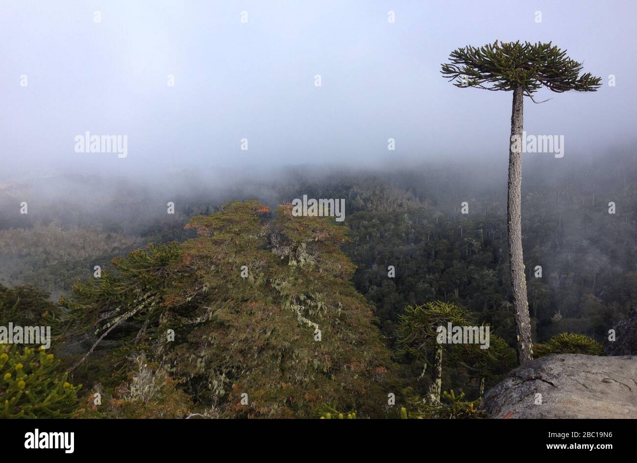 Monkey puzzle tree (Araucaria araucana) native forests at Nahuelbuta ...