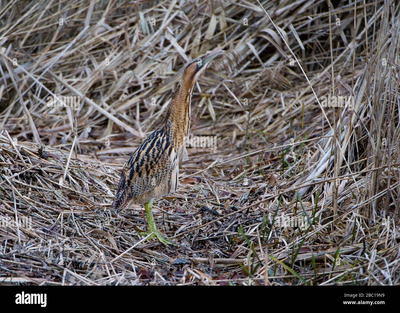 Bittern Stalking In Reed Bed High Resolution Stock Photography and ...