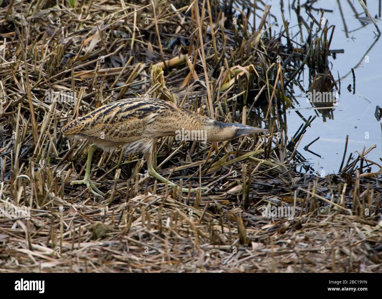 Bittern Stalking In Reed Bed High Resolution Stock Photography and ...