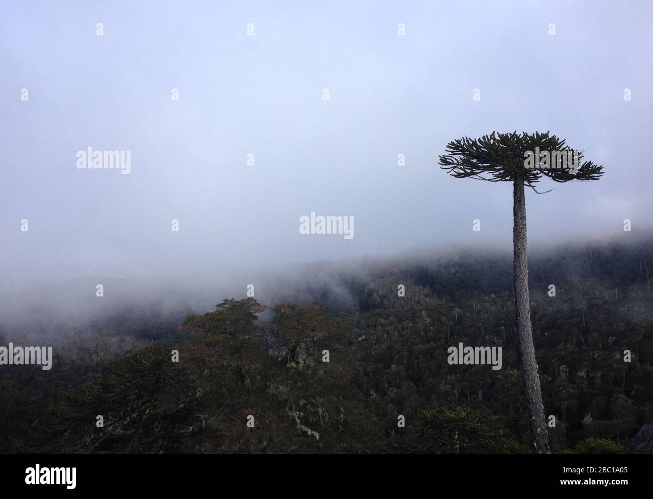 Monkey puzzle tree (Araucaria araucana) native forests at Nahuelbuta ...