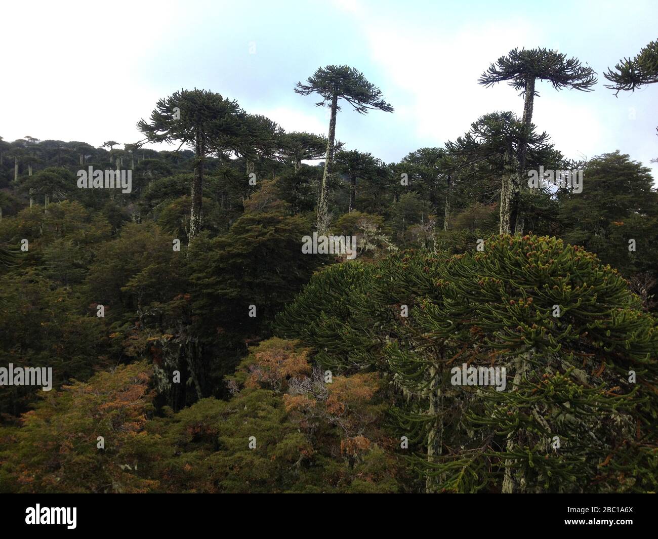 Monkey puzzle tree (Araucaria araucana) native forests at Nahuelbuta ...