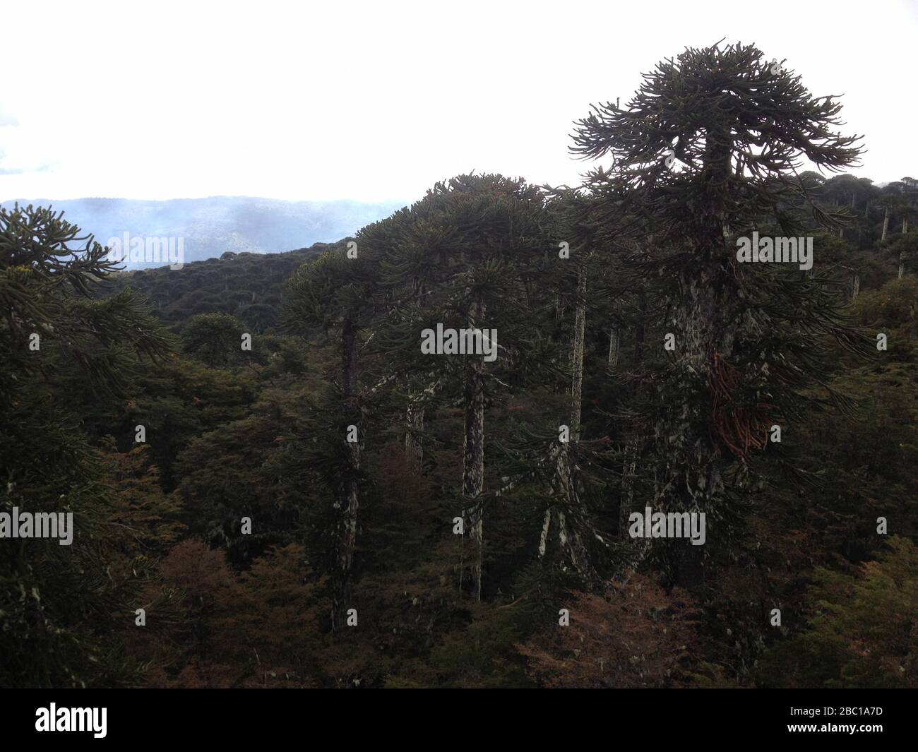 Monkey puzzle tree (Araucaria araucana) native forests at Nahuelbuta ...