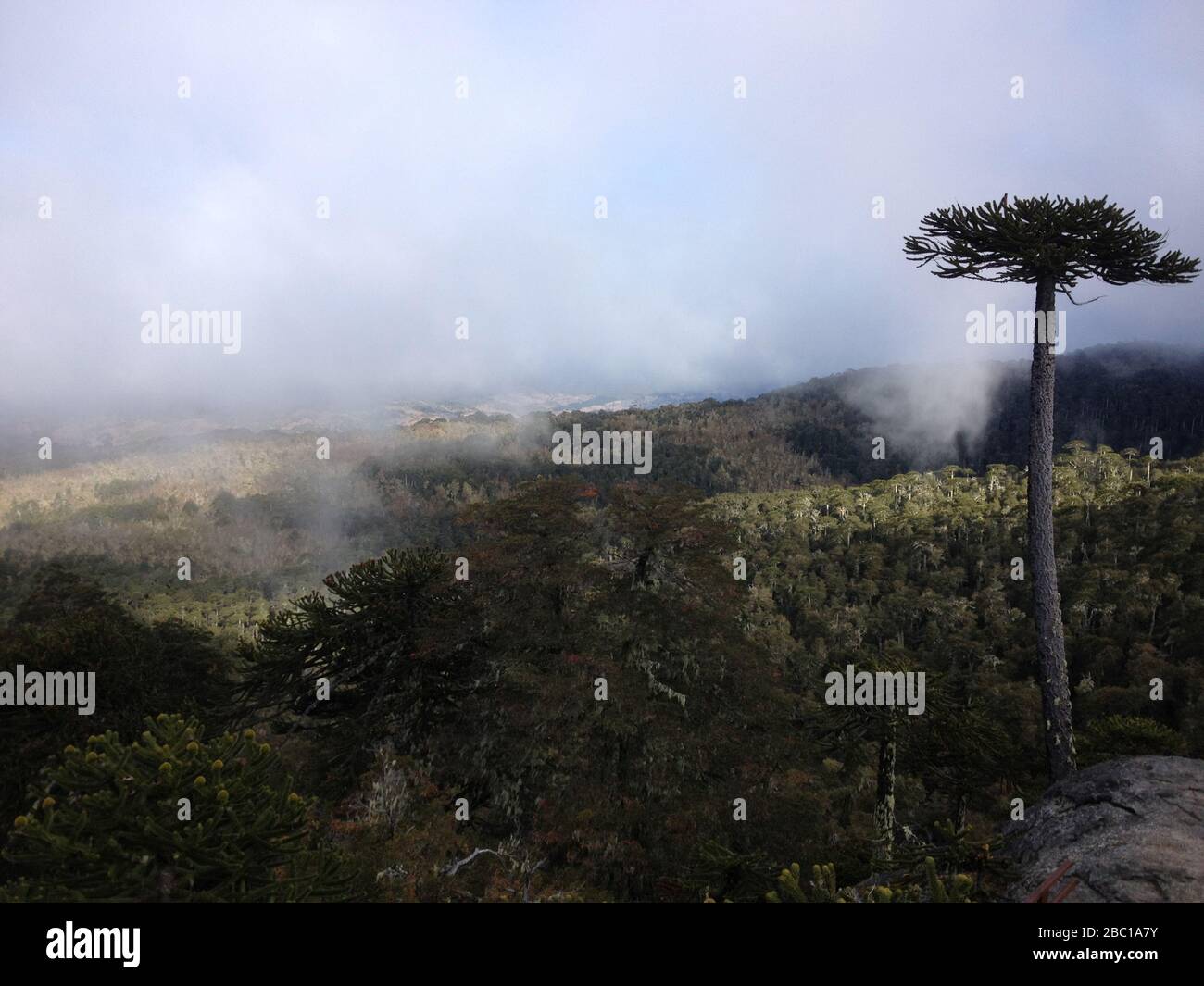 Monkey puzzle tree (Araucaria araucana) native forests at Nahuelbuta ...