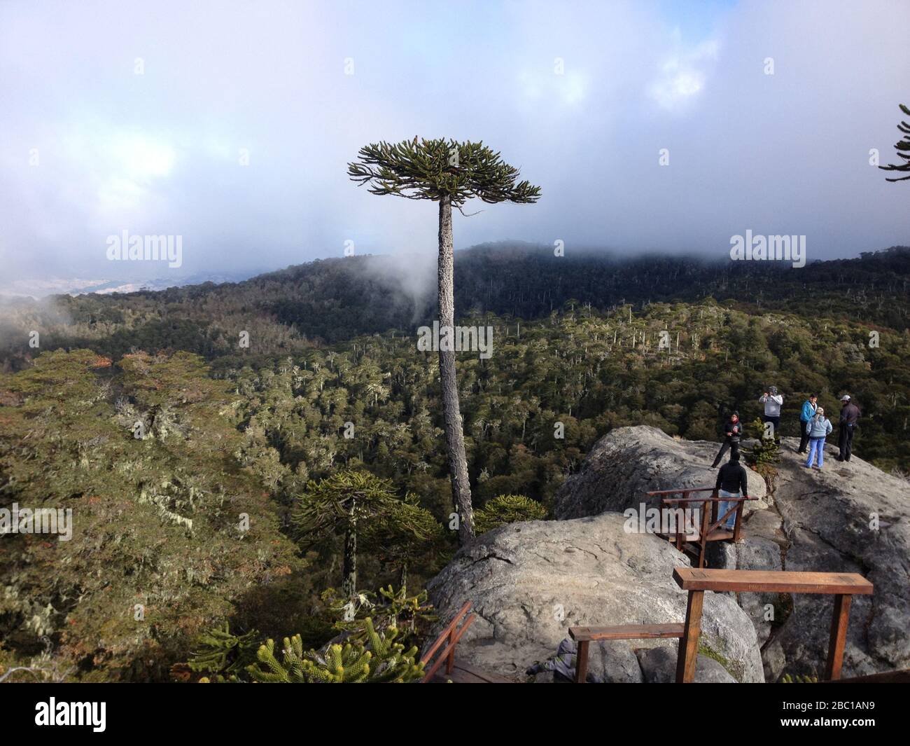 Monkey puzzle tree (Araucaria araucana) native forests at Nahuelbuta ...