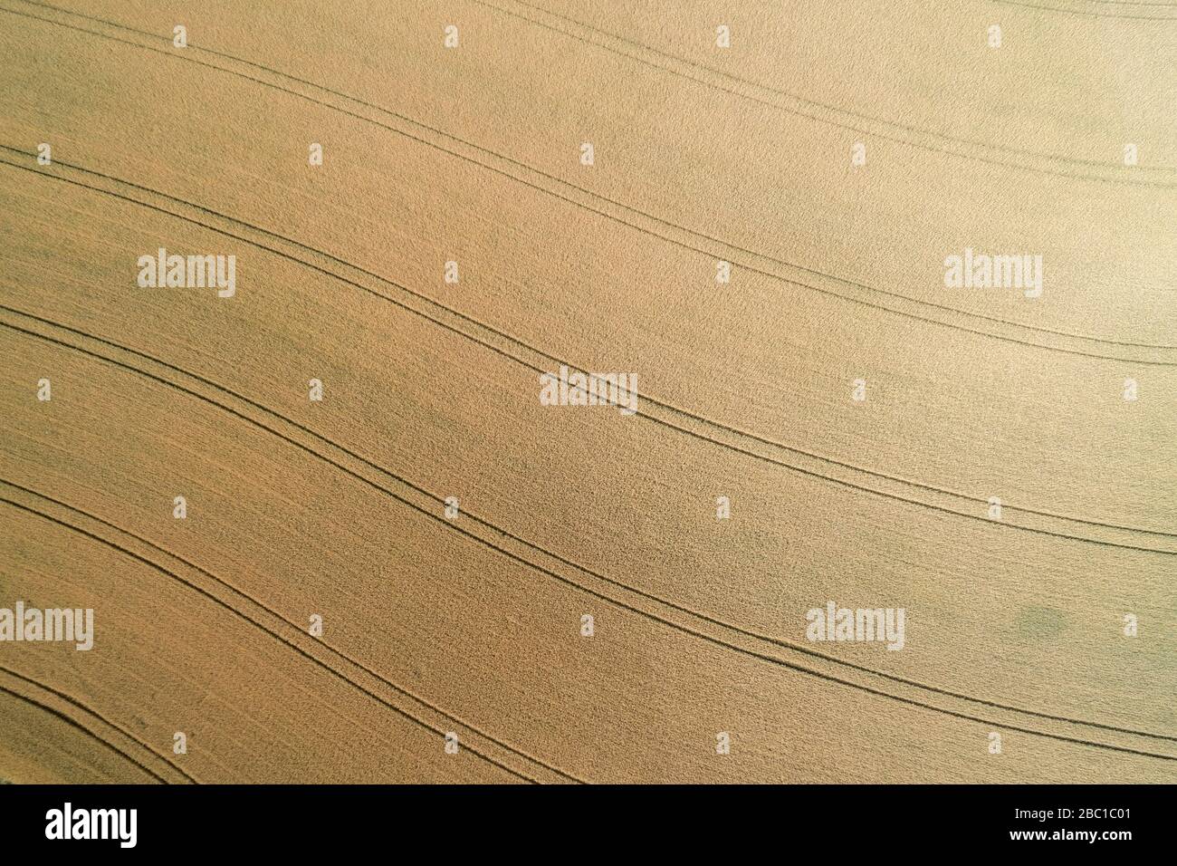 Aerial view of tire tracks in agricultural field with ripe cereal plant ...