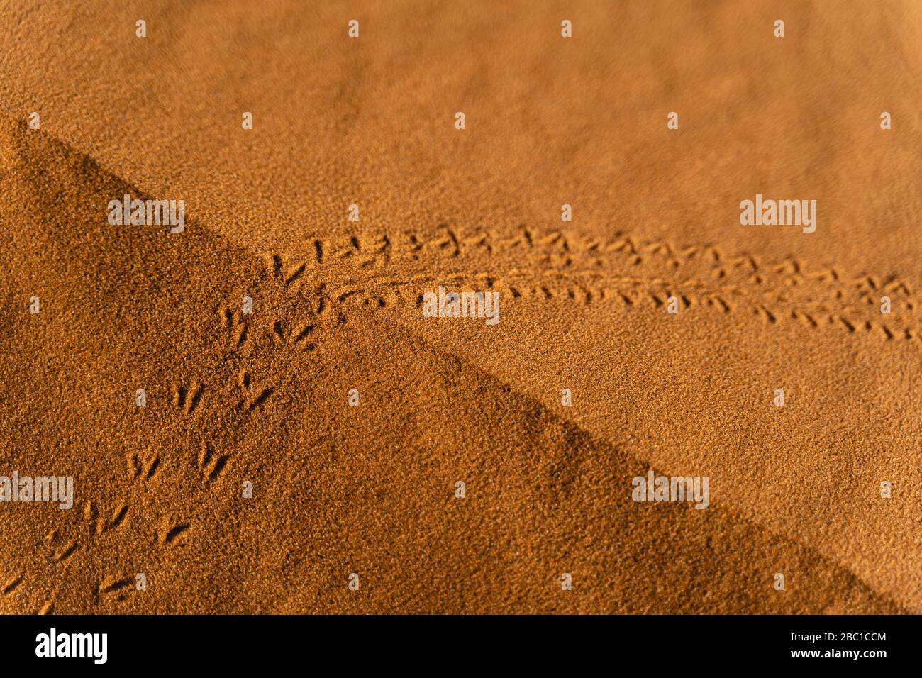 Desert animal tracks hi-res stock photography and images - Alamy