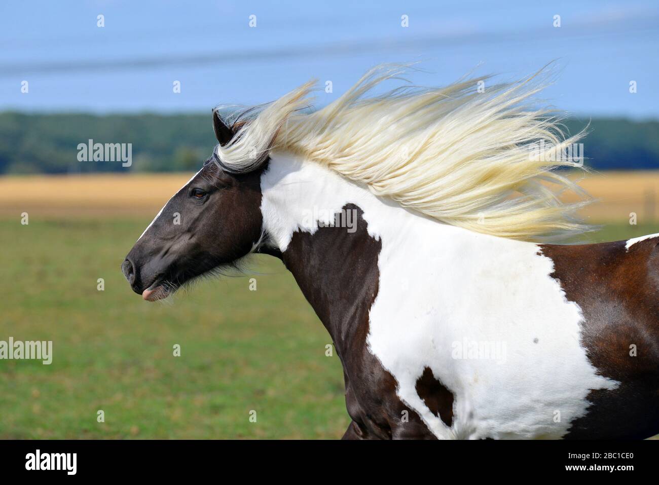 Portrait of a pinto Irish cob horse running in gallop over the field ...