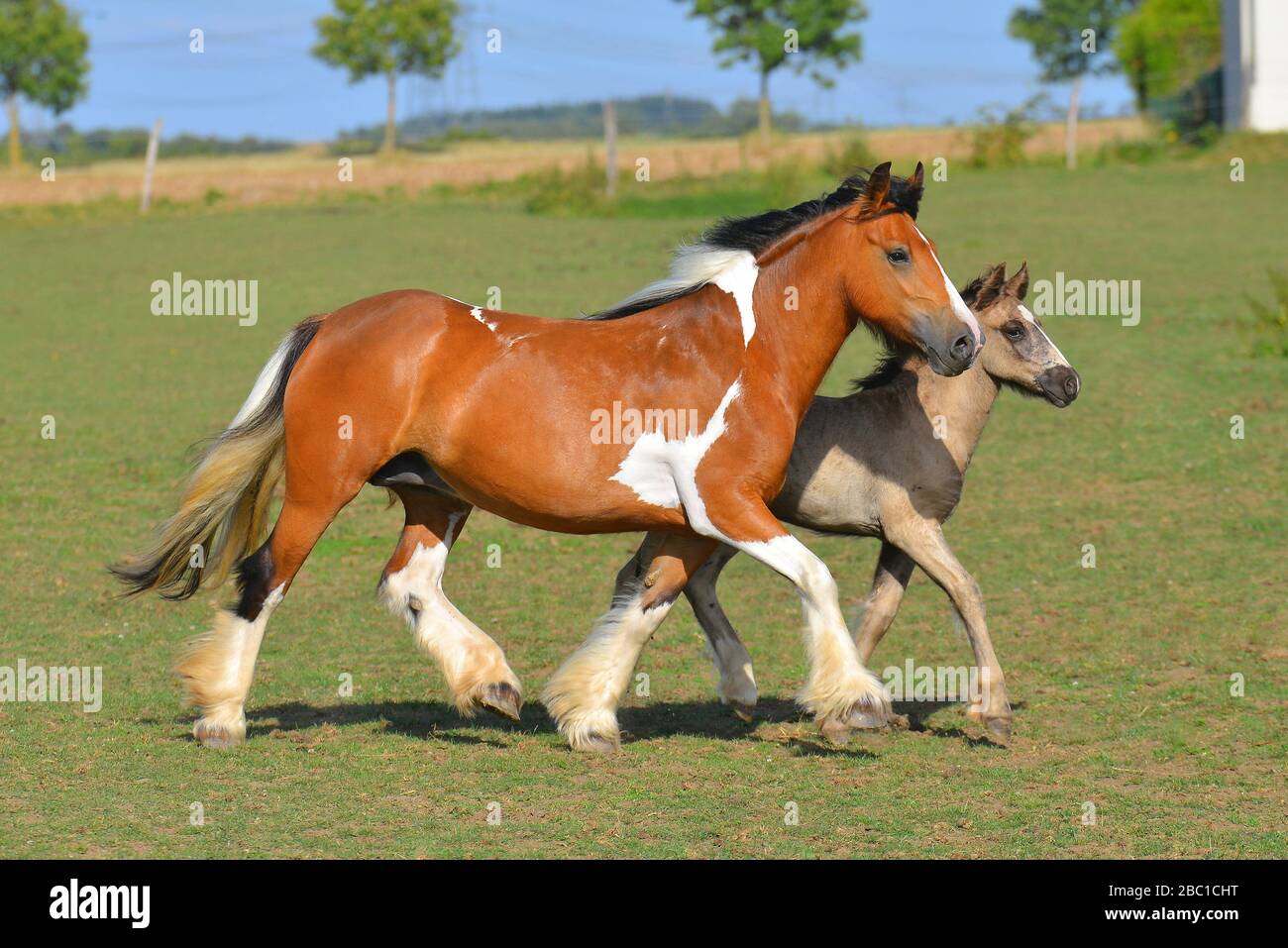 Gypsy vanner horses hi-res stock photography and images - Alamy