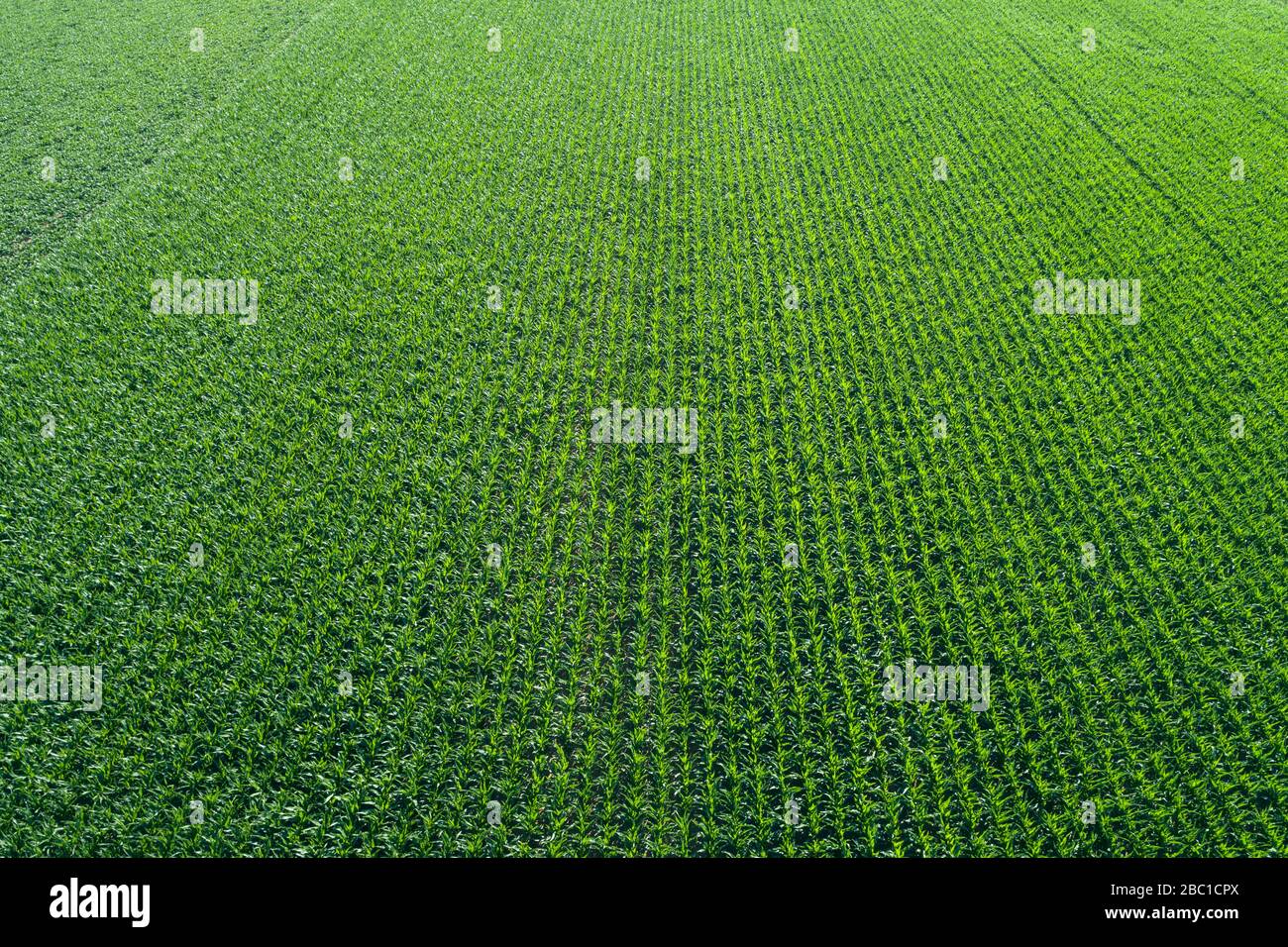 Aerial view of green corn field, full frame . Franconia, Bavaria ...