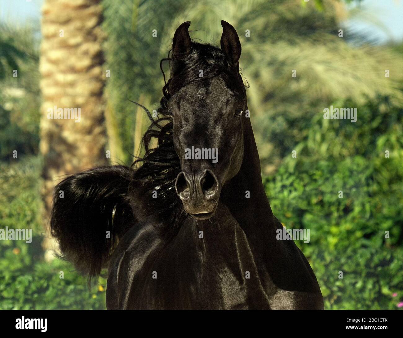 Black Arabian Horse Jumping