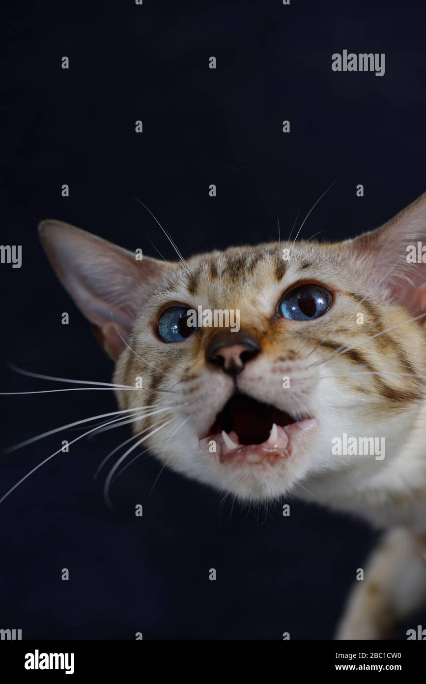 Portrait of cat with blue eyes meowing on dark blue background ...