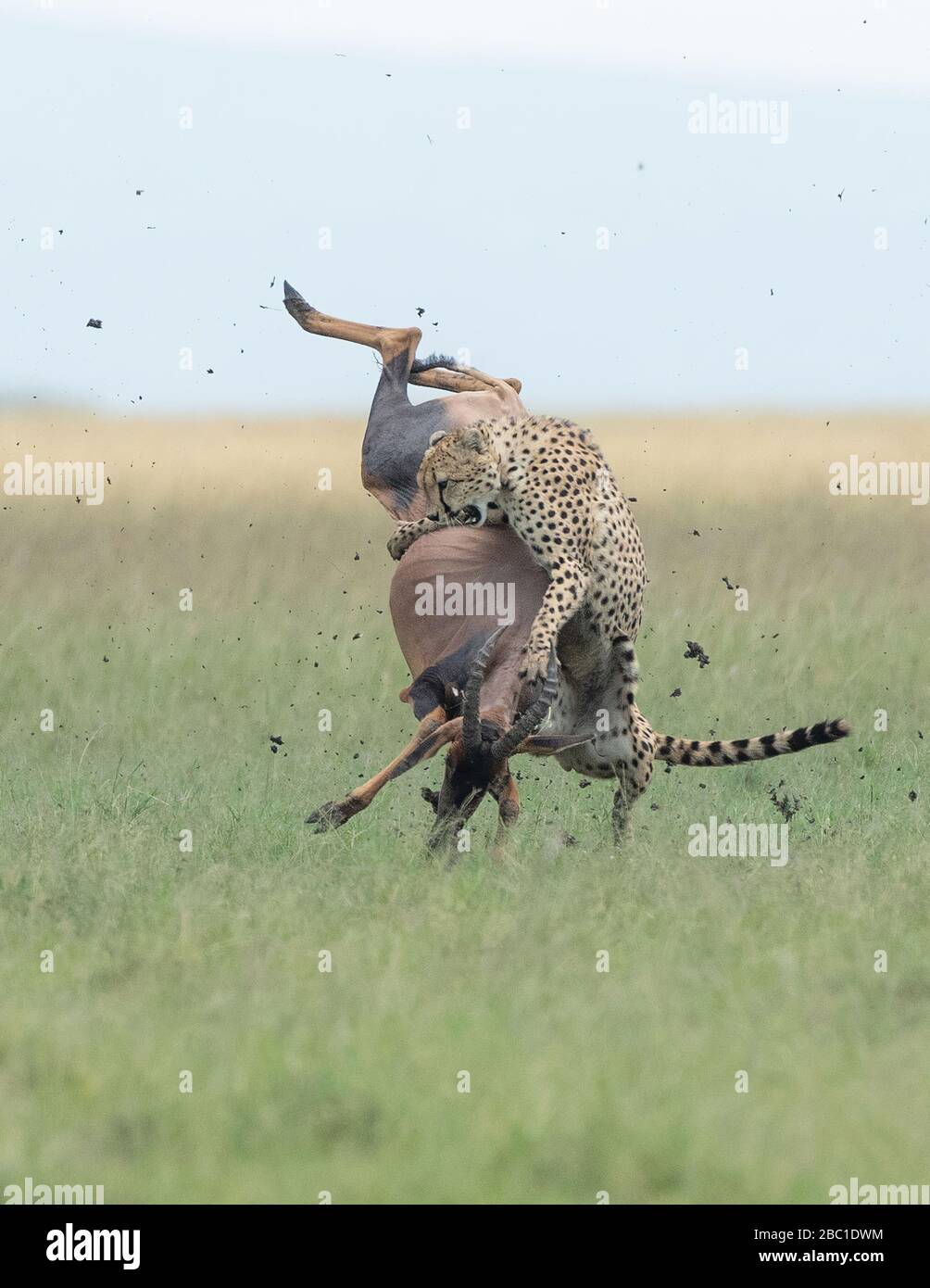 KENYA: The topi goes sprawling to the floor after its tackled by the ...