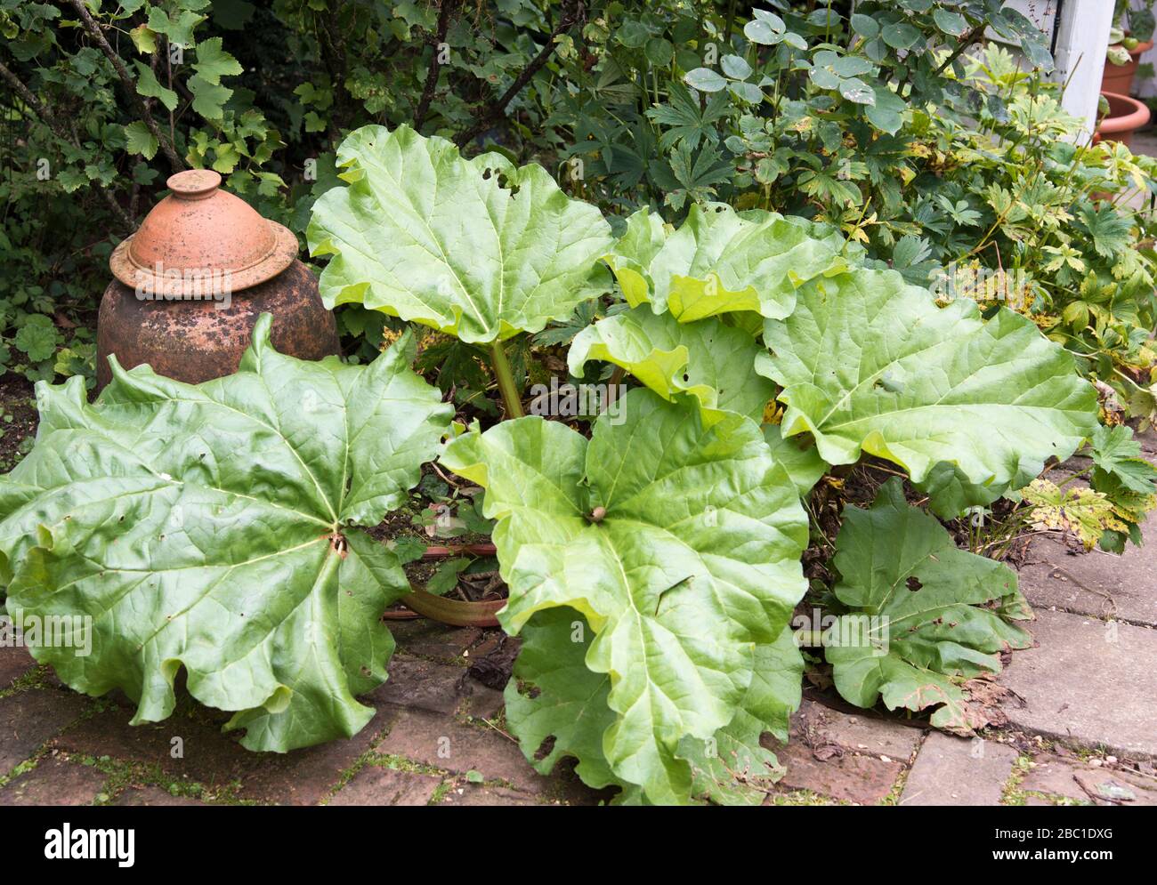 Terracotta rhubarb forcing pot in a bed of rhubarb Stock Photo - Alamy