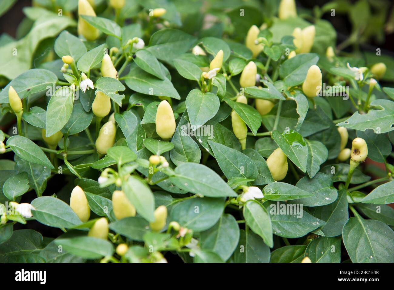 Chilli, prairie fire Stock Photo - Alamy