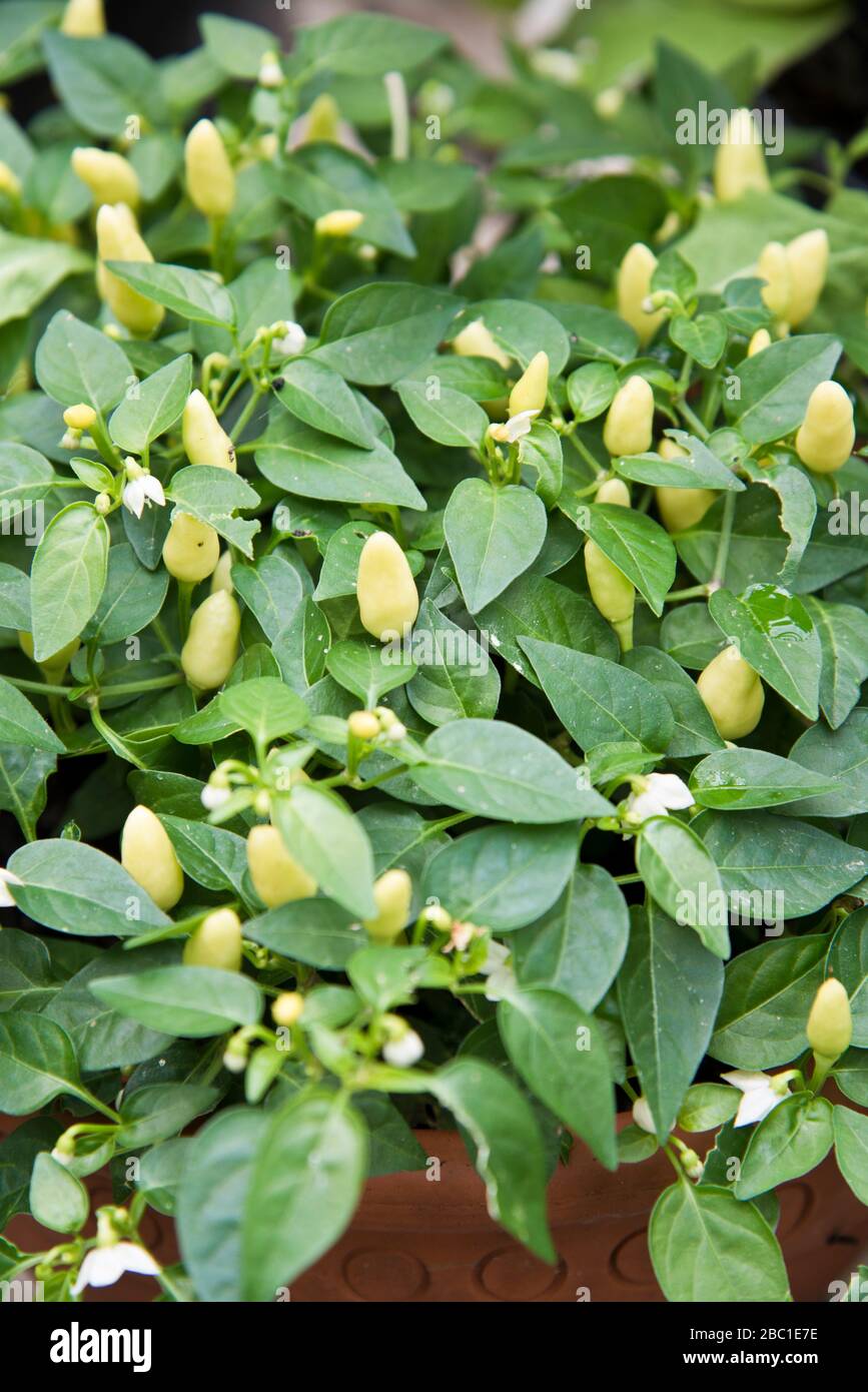 Chilli, prairie fire Stock Photo - Alamy