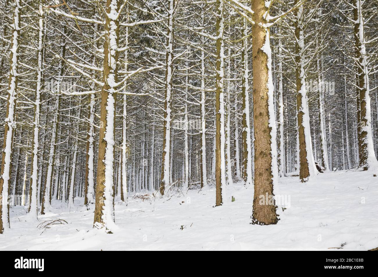 Germany, North Rhine-Westphalia, Snow-covered spruce forest in High ...