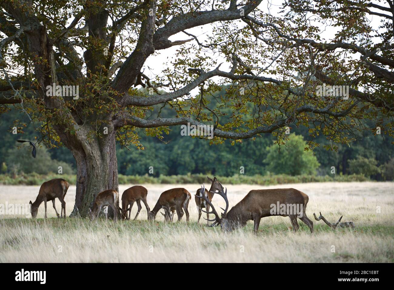 Red deer in Richmond Park, London, UK Stock Photo - Alamy