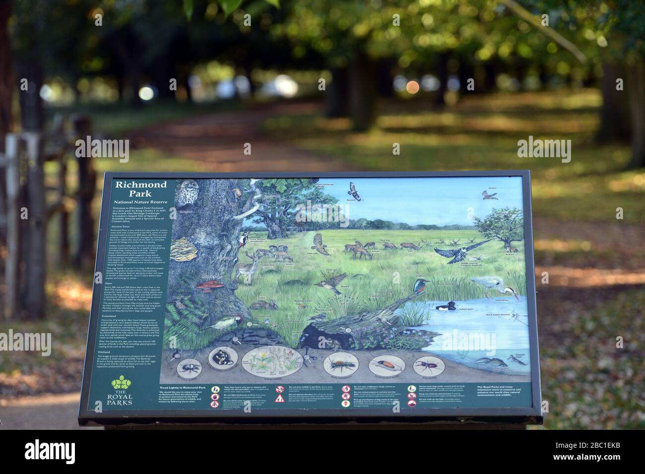 Urban park wildlife hi-res stock photography and images - Alamy