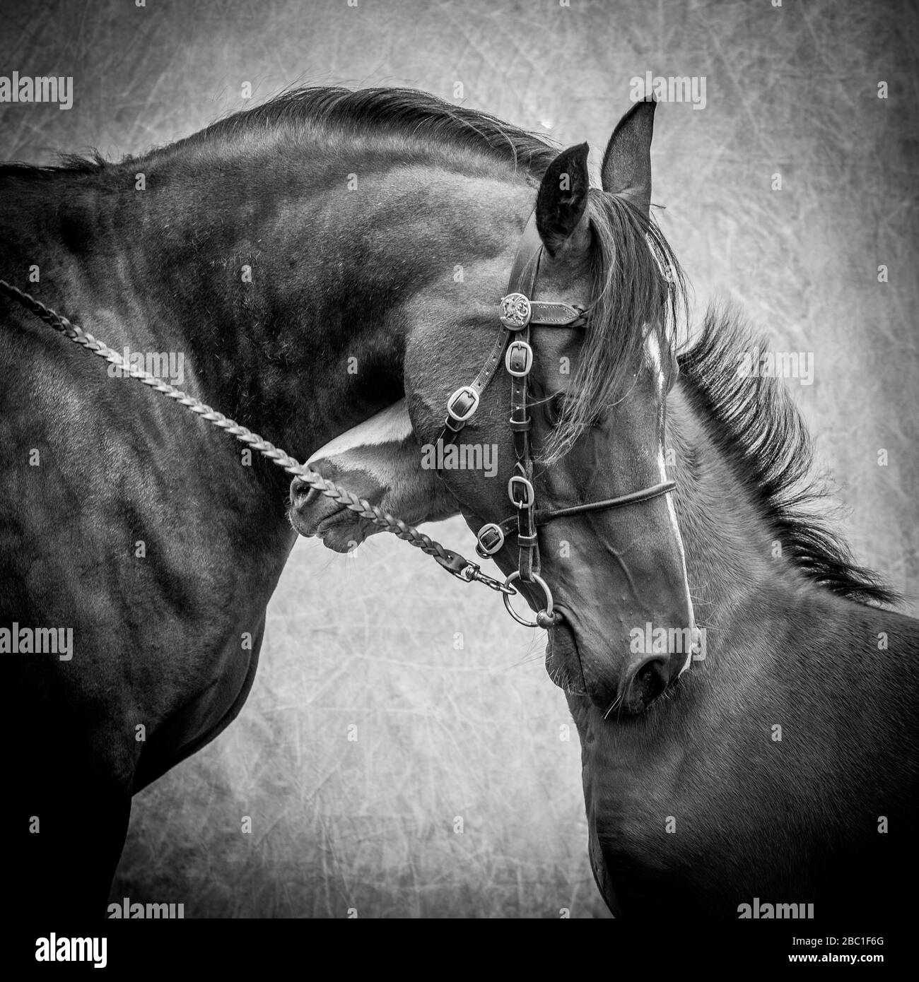 MARE AND FOAL, HORSE PORTRAIT AGAINST A STUDIO BACKGROUND Stock Photo ...