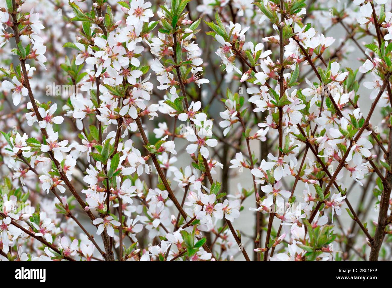 Cherry blossom flower in blooming with branch. Pink cherry blossom tree ...