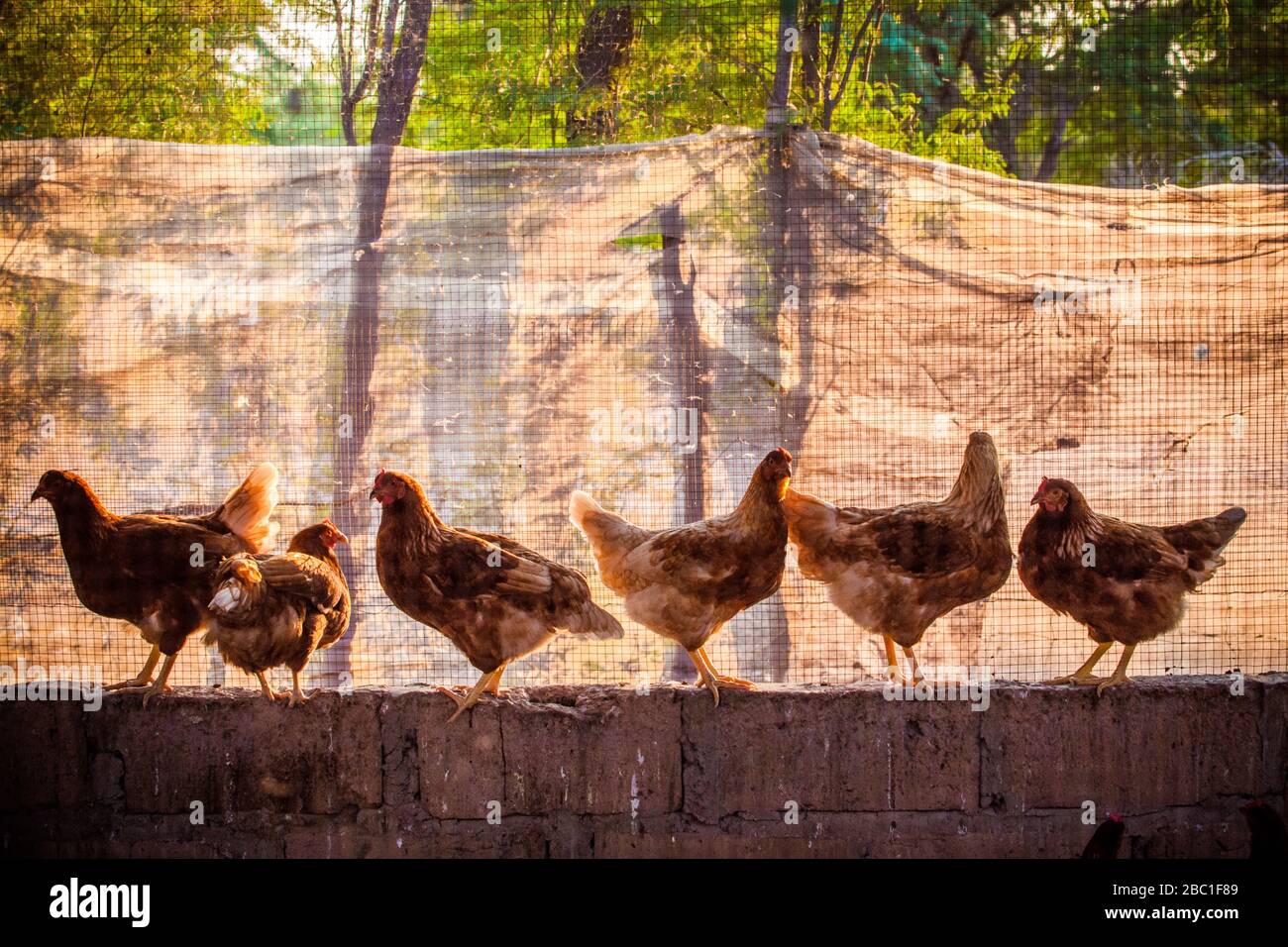 RAISING COWS AND BOVINES AT THE ECOLOGICAL FARM, FULANI VILLAGE OF ...