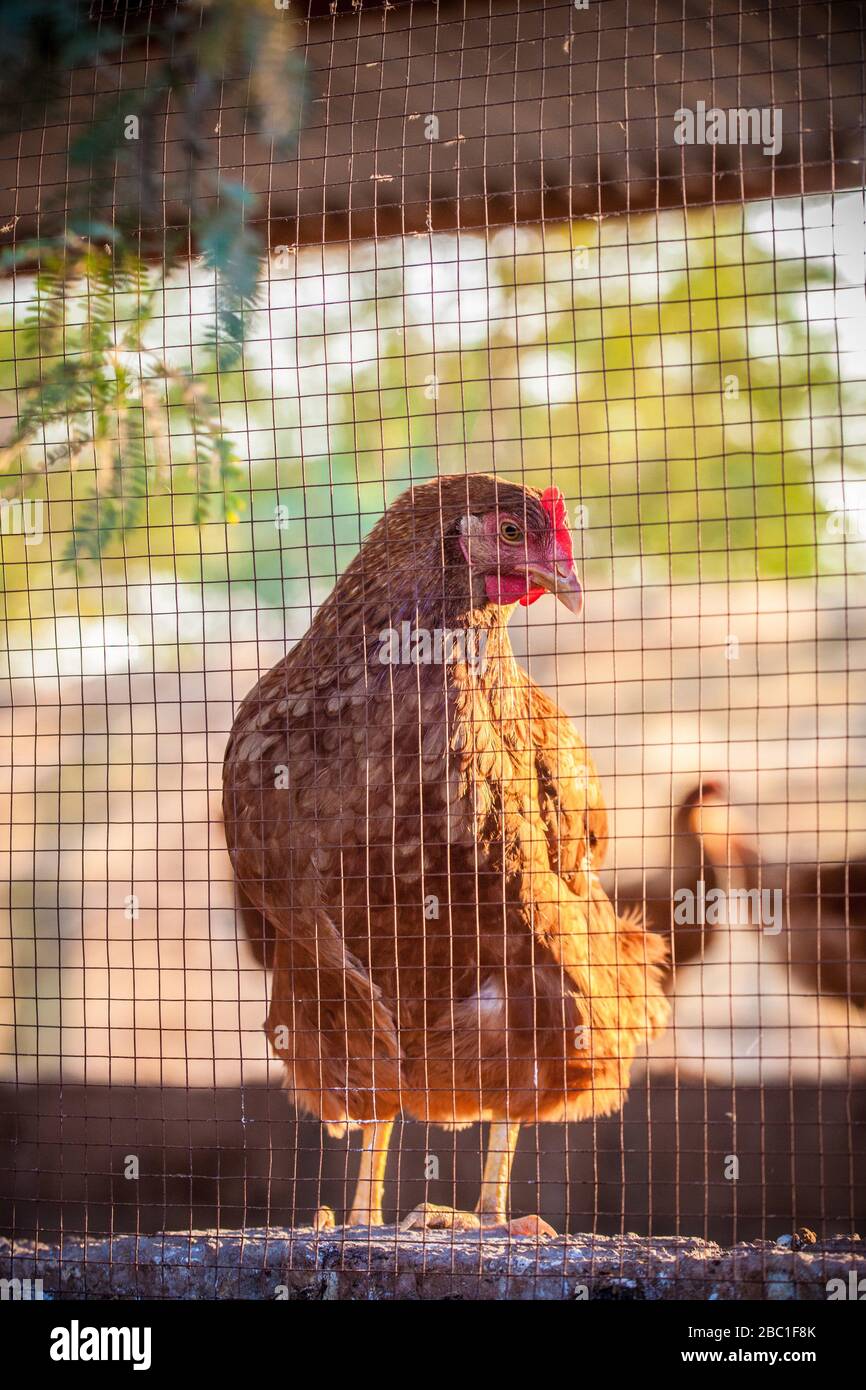 RAISING COWS AND BOVINES AT THE ECOLOGICAL FARM, FULANI VILLAGE OF ...