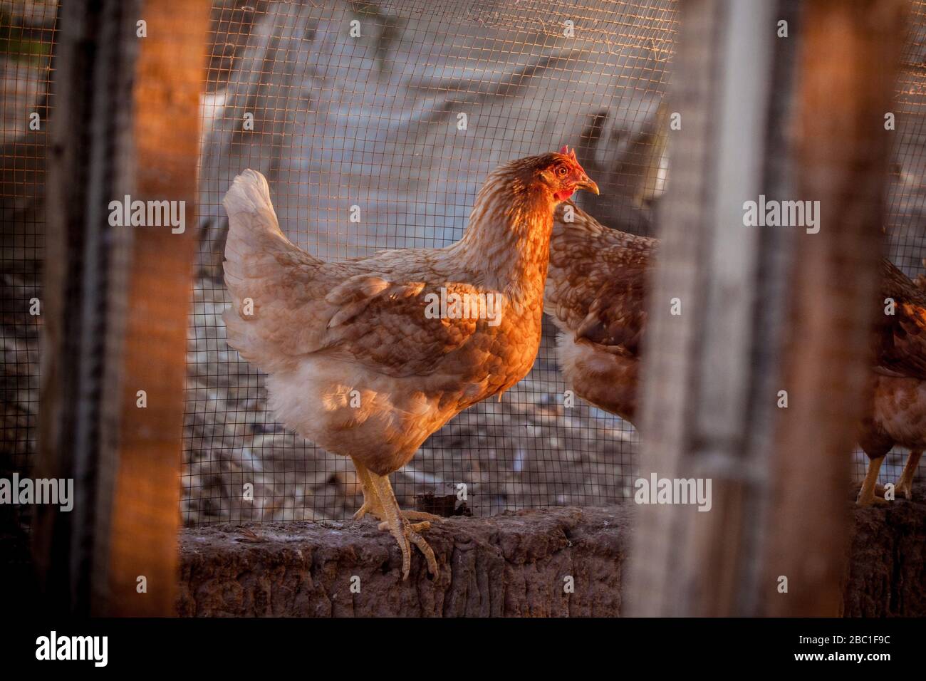 RAISING COWS AND BOVINES AT THE ECOLOGICAL FARM, FULANI VILLAGE OF ...