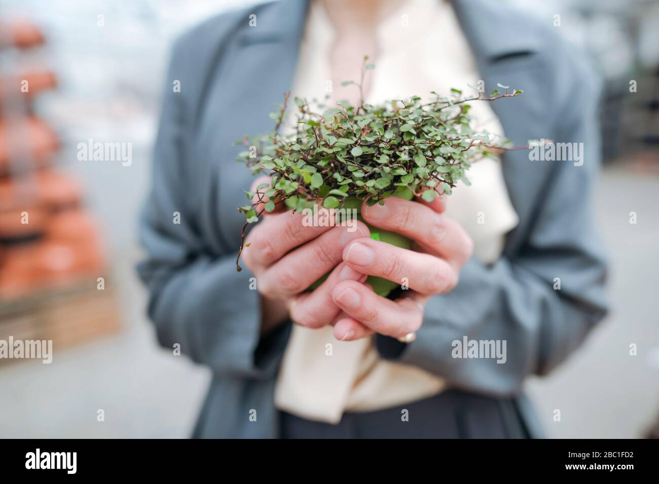 Plant pot in woman's hands Stock Photo - Alamy