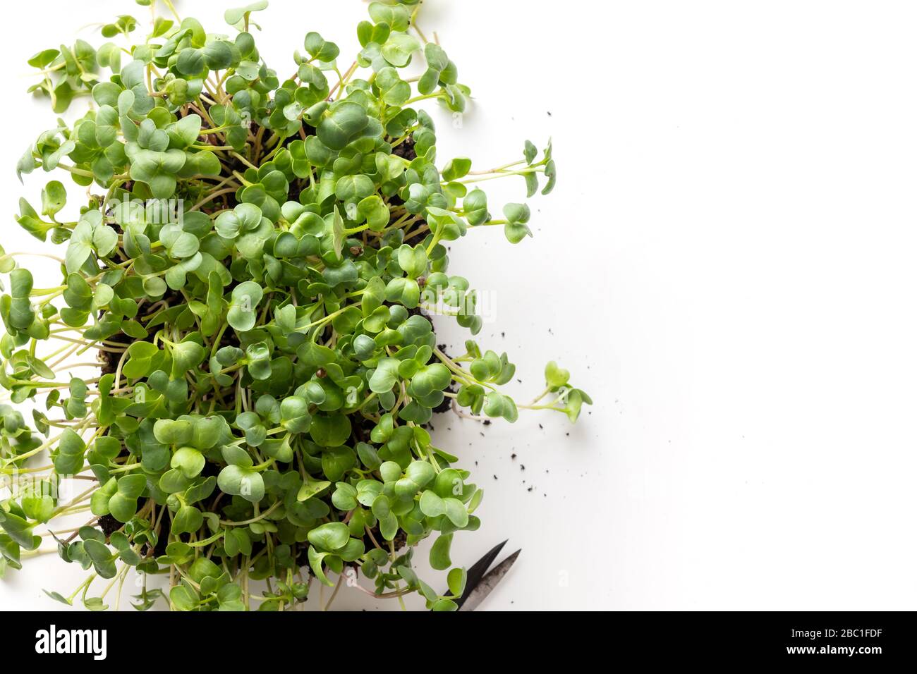 Sprouted radish seeds microgreens in box on white. Seed Germination at ...