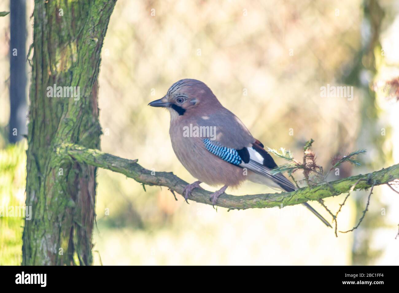 Eurasian jay, jay, acorn jay - a species of medium bird of the crow ...