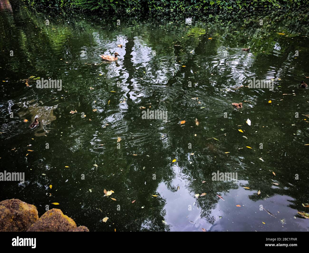 natural flowers close up view Stock Photo - Alamy